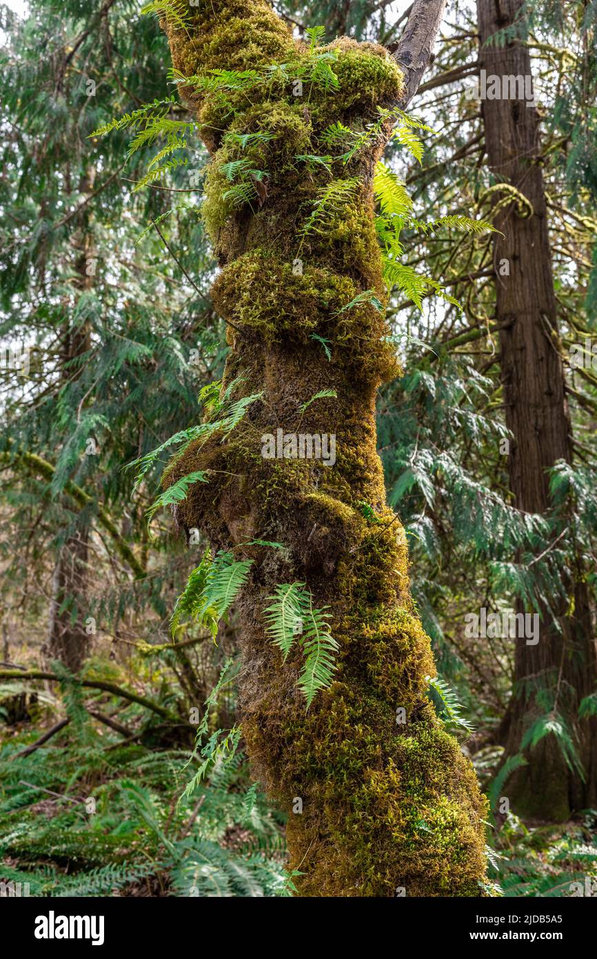 Abnormal tree growth hi-res stock photography and images - Alamy