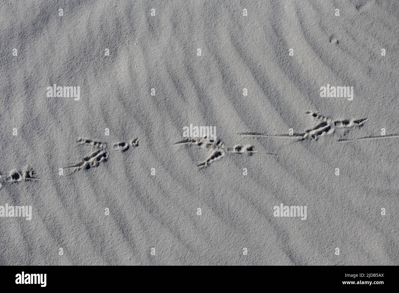 Bird tracks across the White Gypsum sands of the White Sands National ...