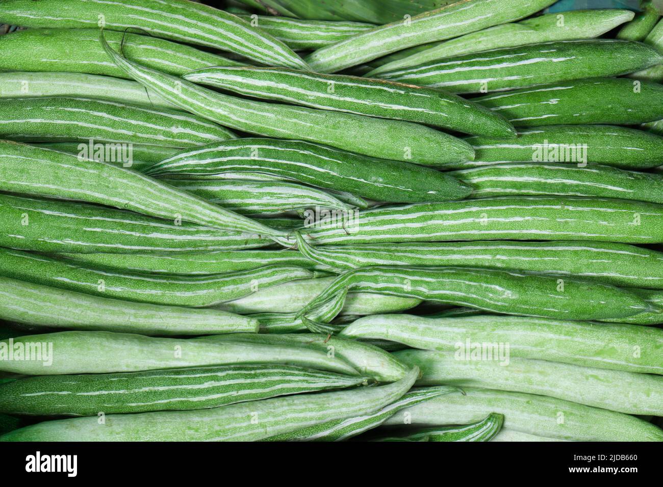 Stem leaf snake hi-res stock photography and images - Alamy