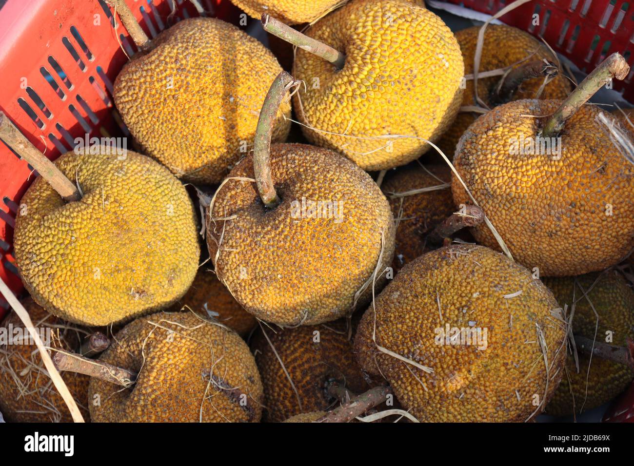 Fruit of artocarpus hirsutus hi-res stock photography and images - Alamy