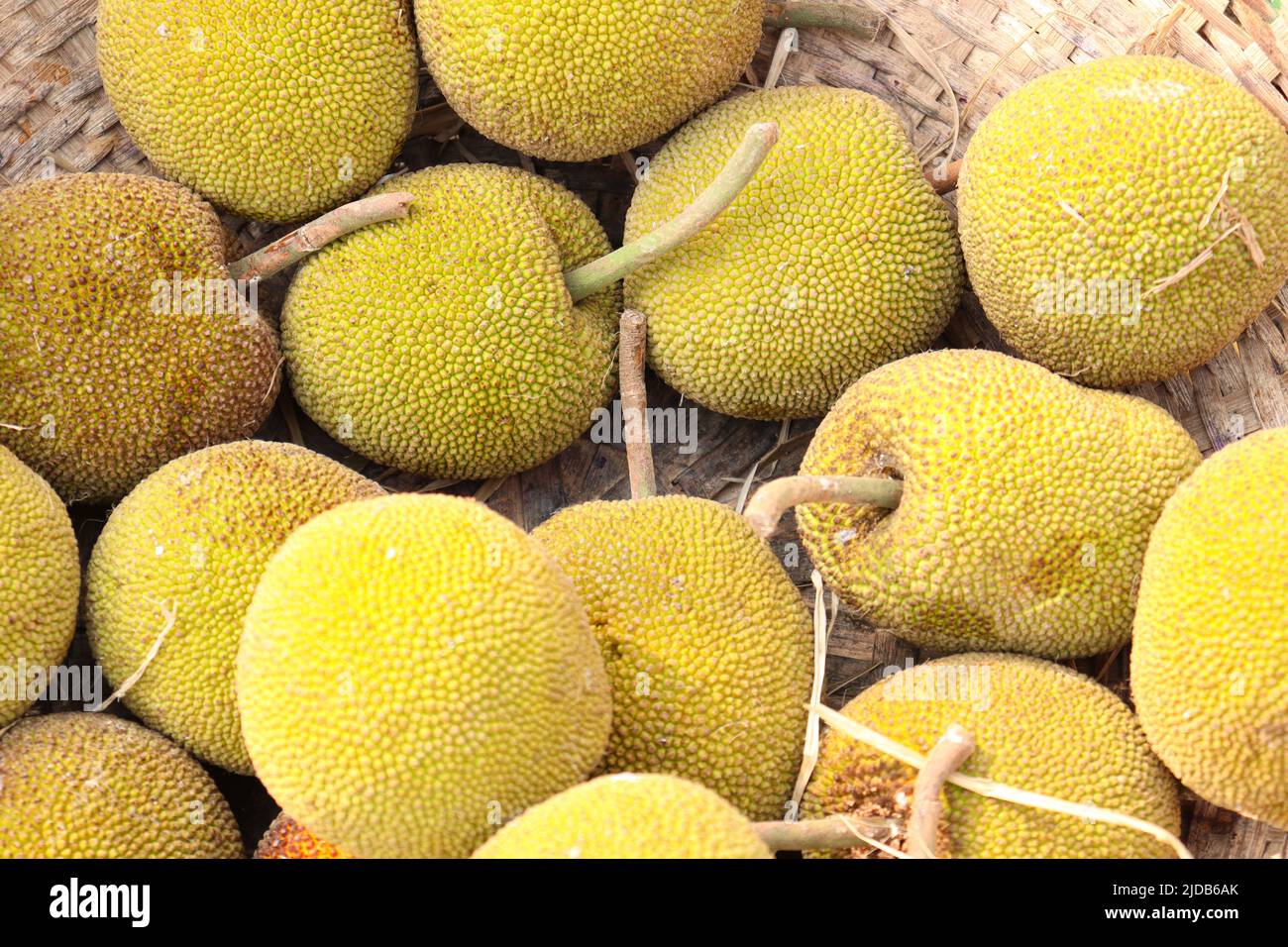 Fruit of artocarpus hirsutus hi-res stock photography and images - Alamy