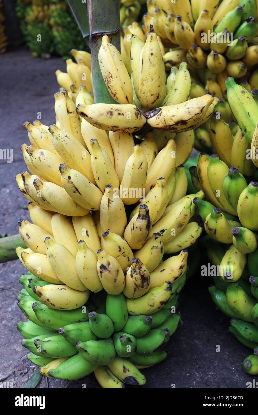 Ripe Banana Tree Plant