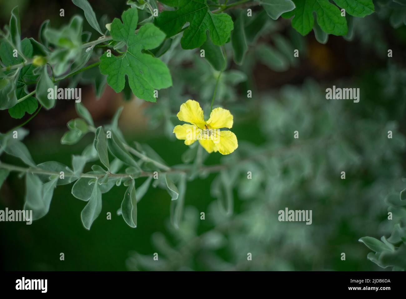 Gentle spiders hi-res stock photography and images - Alamy