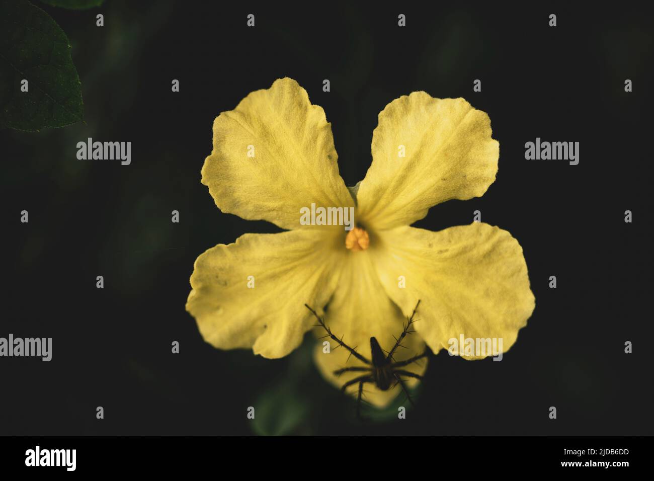 spiders on flowers Stock Photo - Alamy