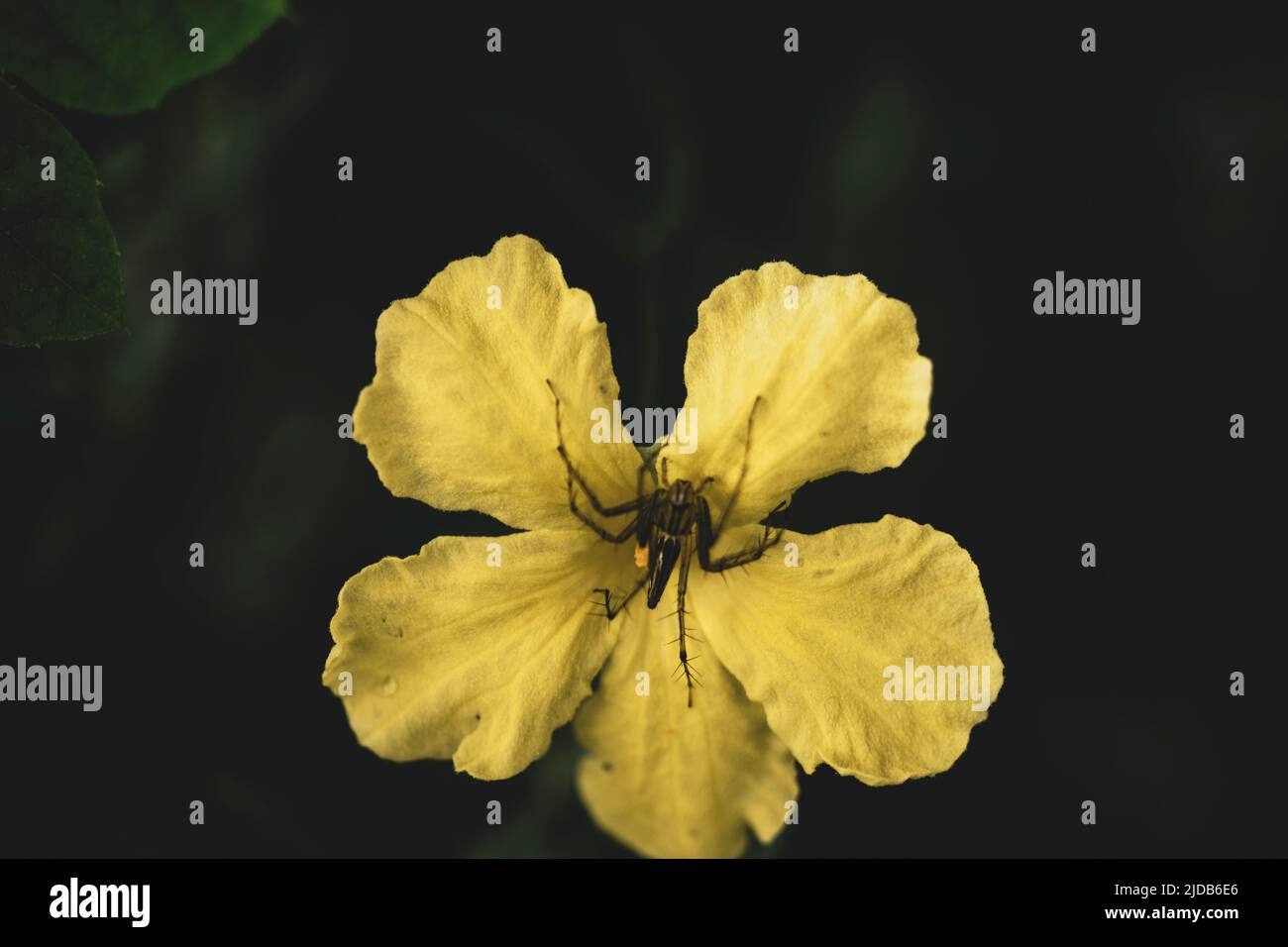 spiders on flowers Stock Photo - Alamy