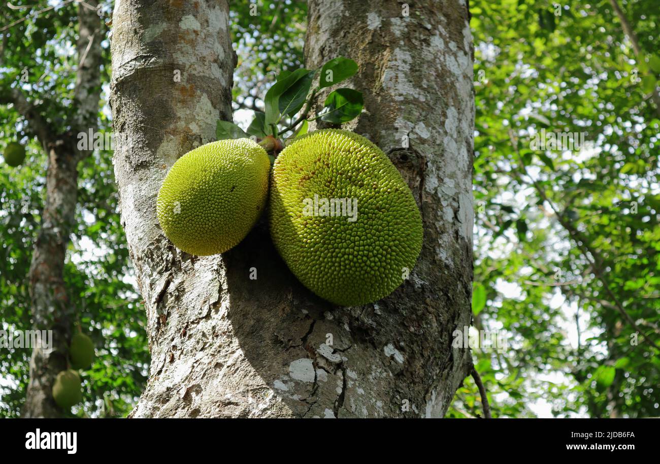 Low angle view of two jack fruit (Artocarpus heterophyllus) hanging on ...