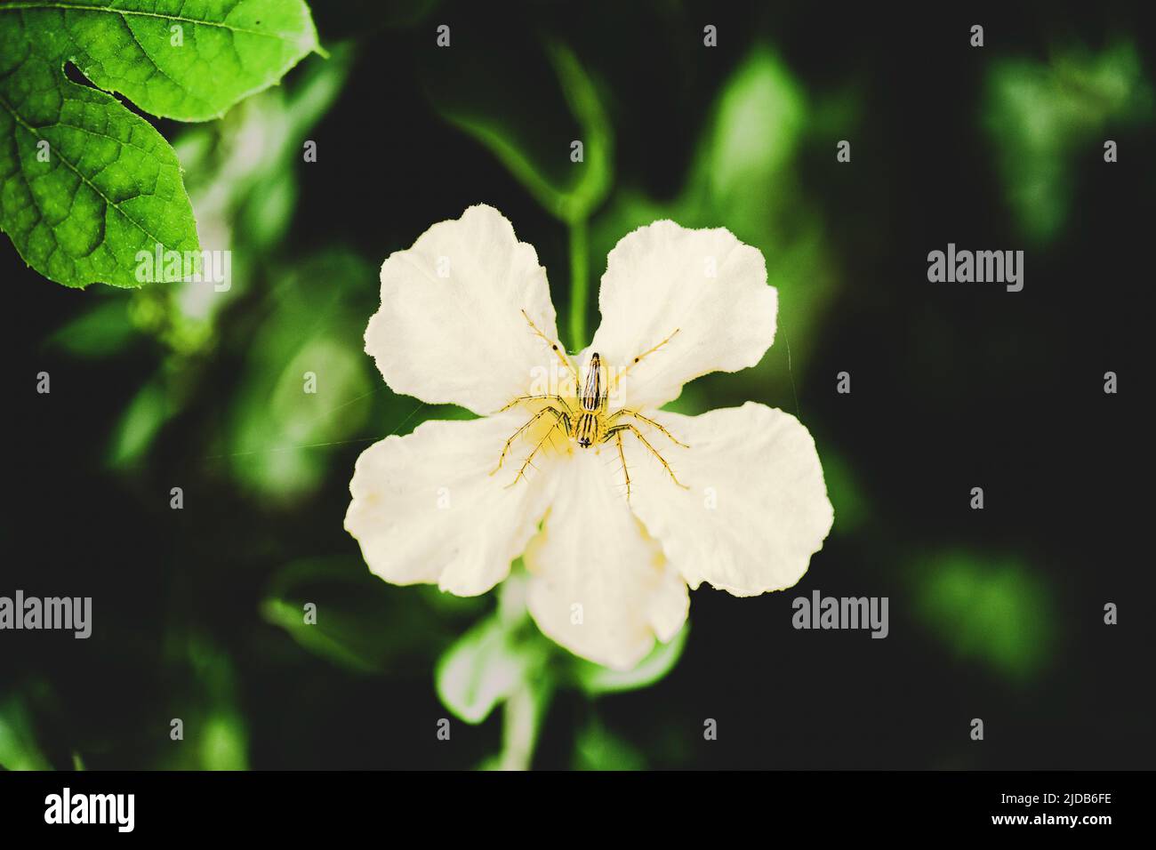 spiders on flowers Stock Photo - Alamy