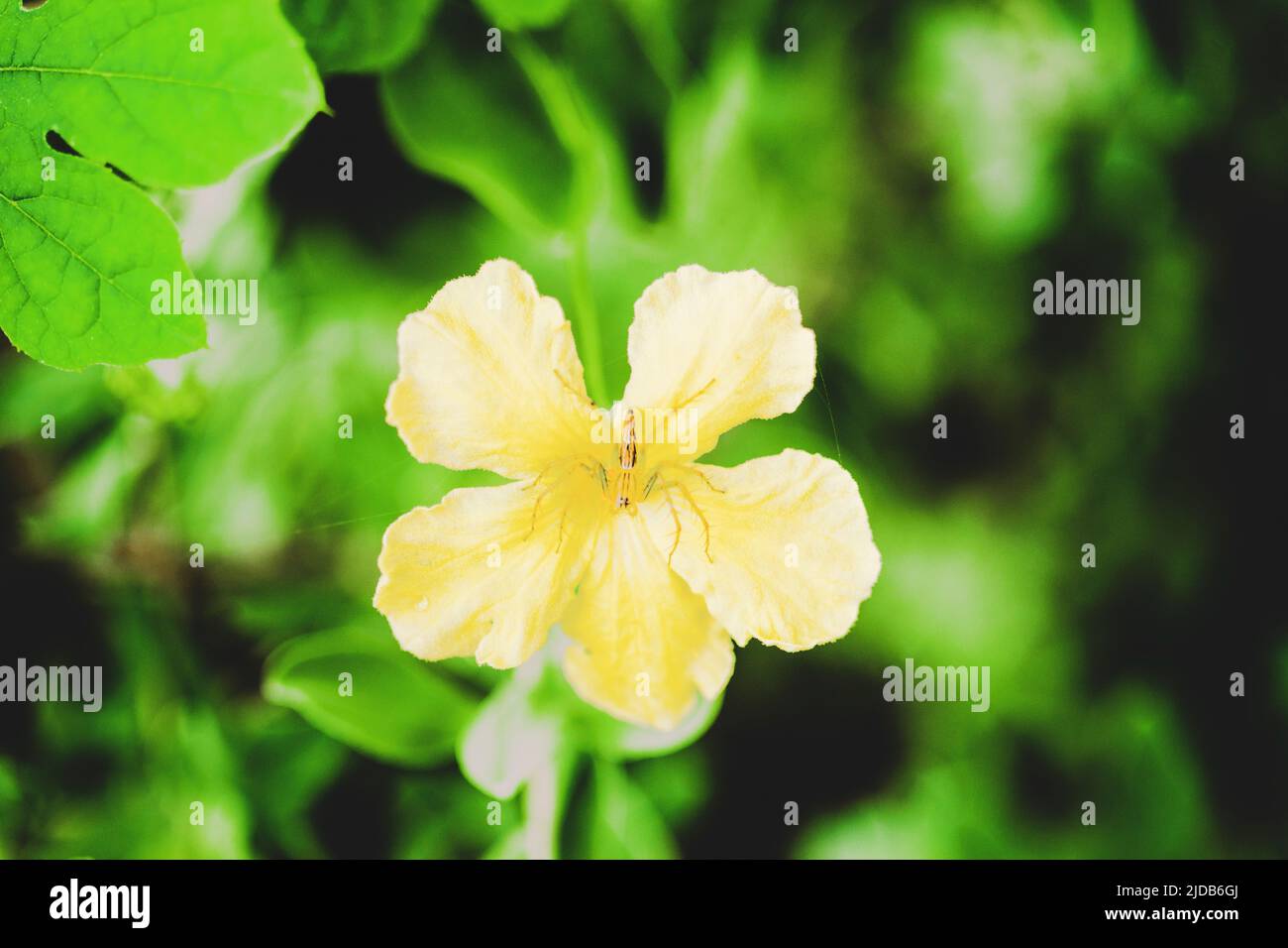 Gentle spiders hi-res stock photography and images - Alamy