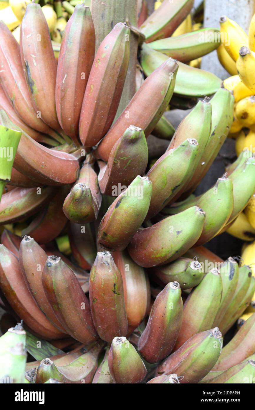 healthy raw banana bunch stock on shop for sell Stock Photo - Alamy