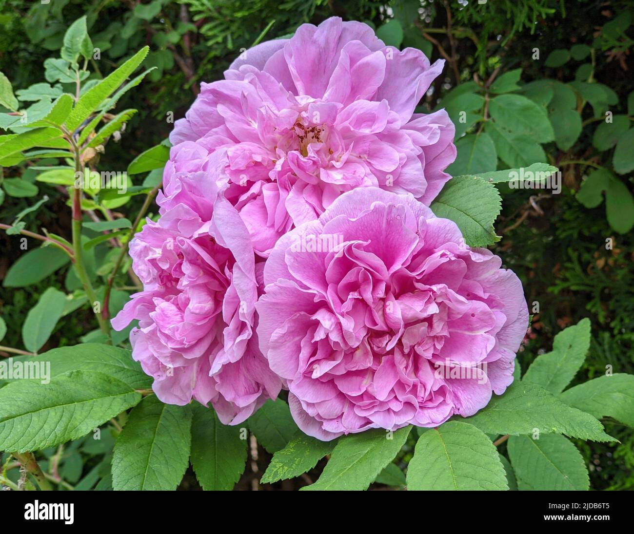 Old fashioned or antique roses have a dense random arrangement of their ...