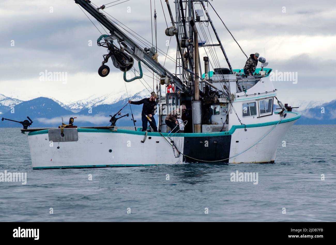 Fishermen on the salmon seiner Malamute Kid land a king during the 26th ...