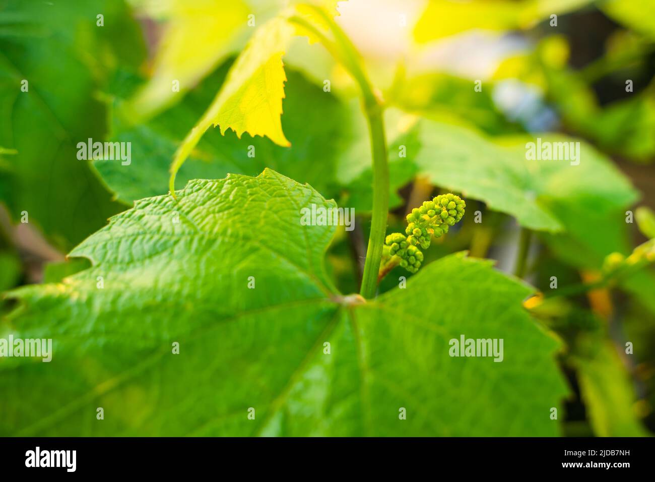 The germ of a bunch of grapes with green berries close-up in the ...