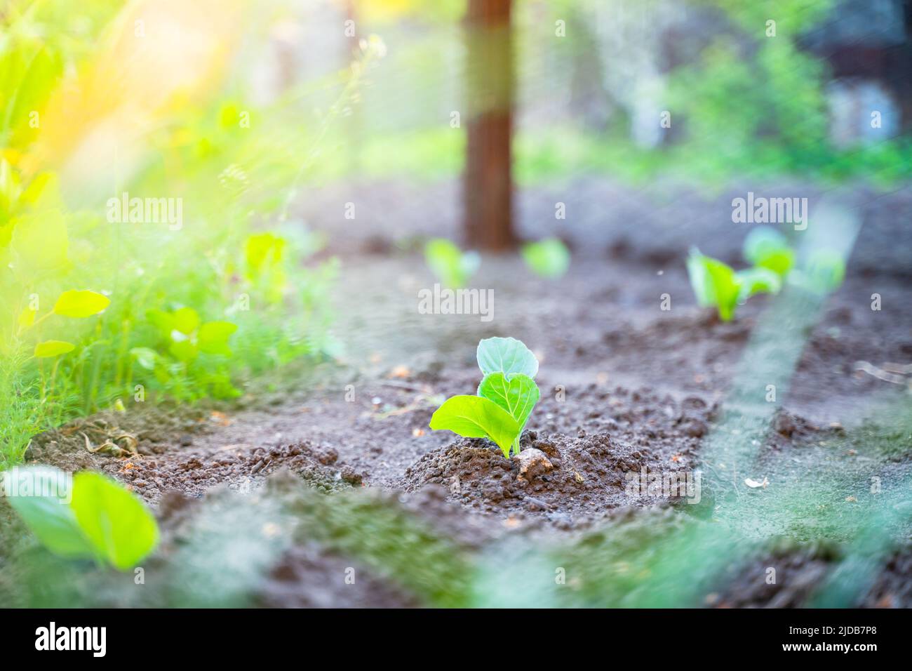 Young sprouts of cabbage grows in the vegetable garden. Cabbage ...