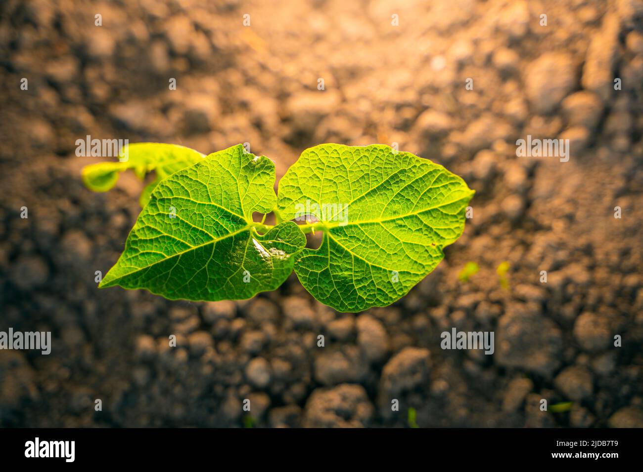 The first bean leaves close-up are translucent with light, top view ...