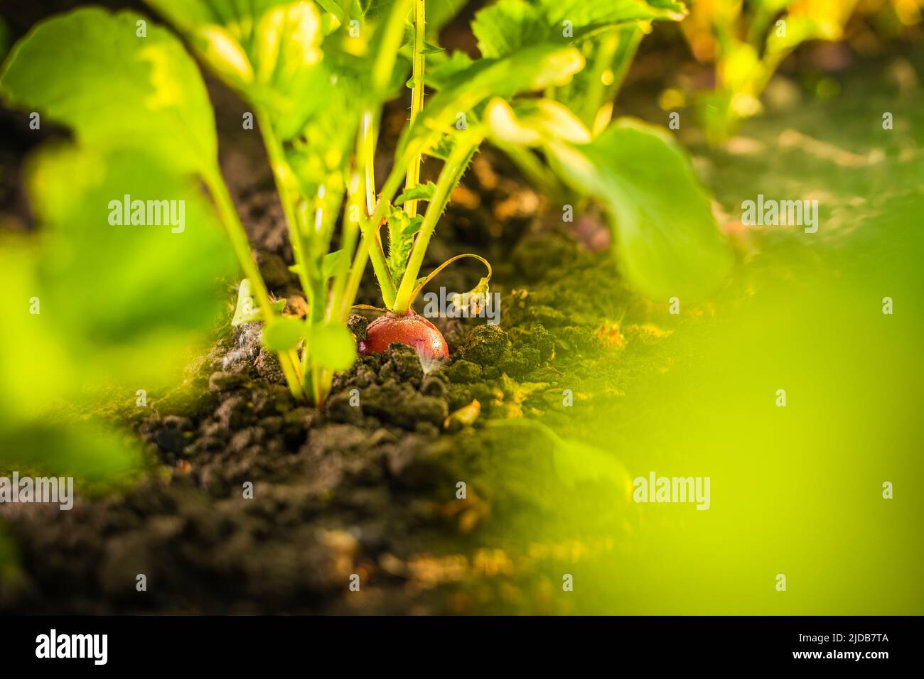 Juicy fresh root crop of red radish close-up in the soil in the garden ...