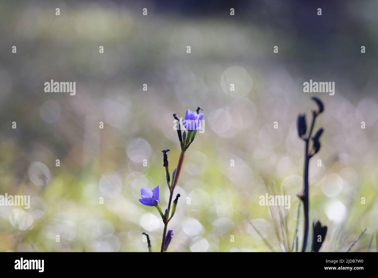 Dew & flower Stock Photo - Alamy