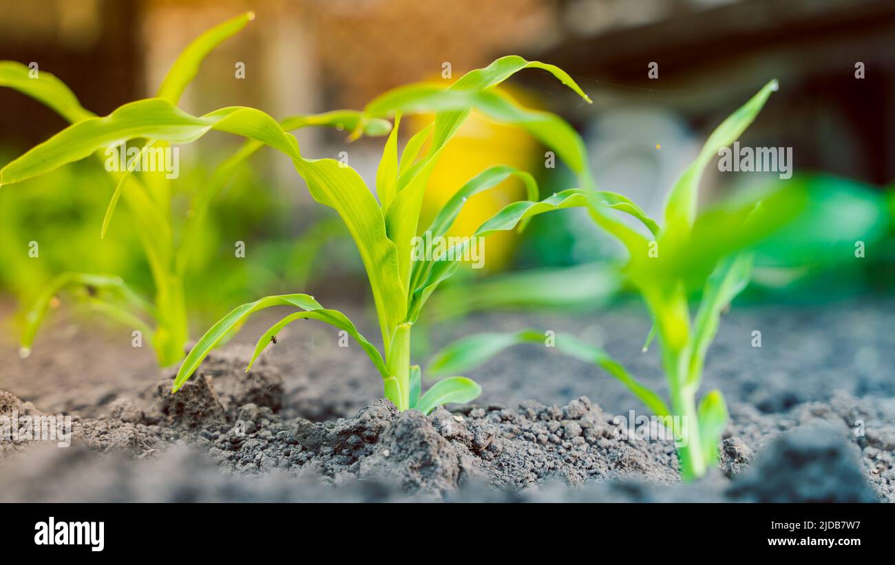 A young green sprout of corn close-up grows in the soil in a garden bed ...