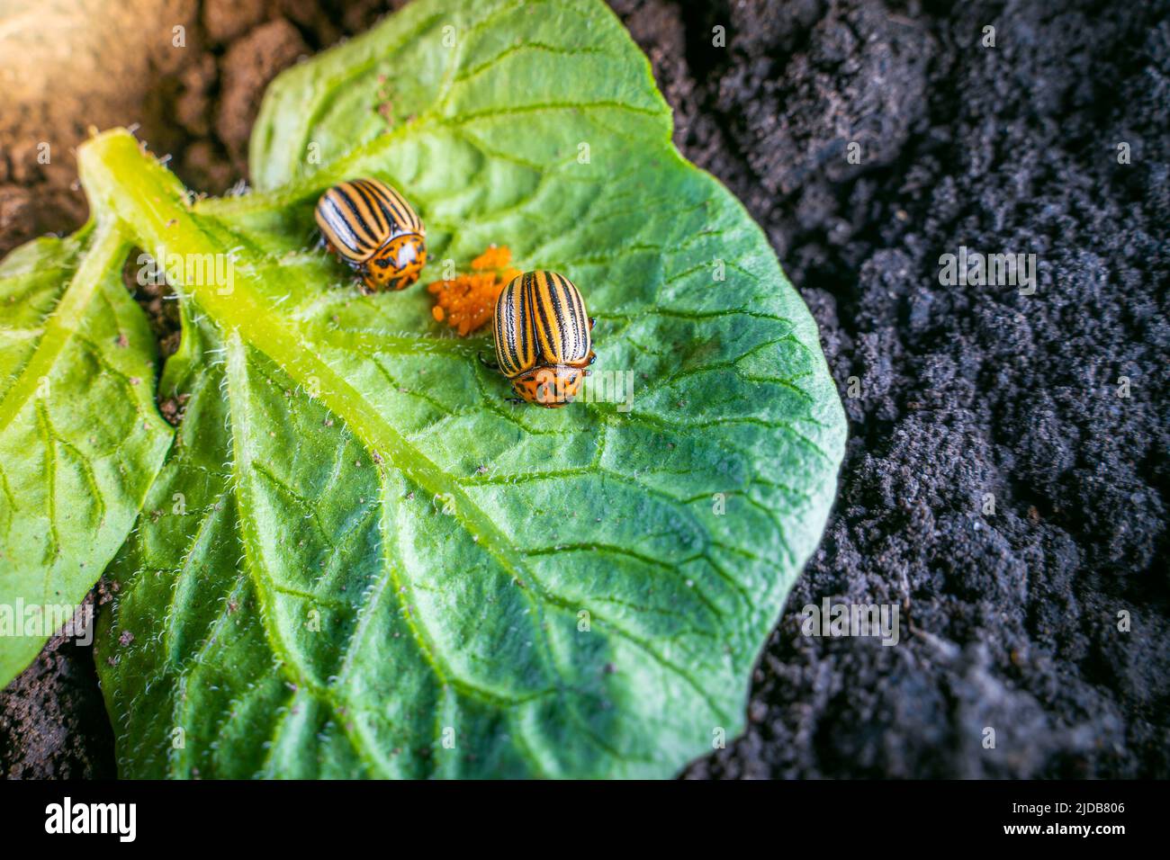 The process of oviposition by the Colorado potato beetle on a potato ...