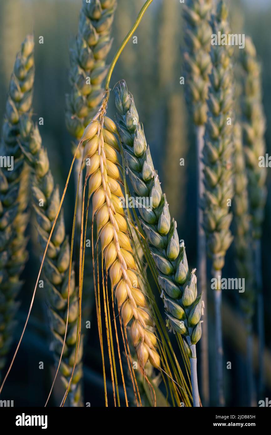 Green unripe ears of wheat and a ripe ear of barley side by side on a ...
