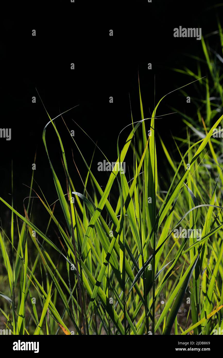 Many green blades of grass grow outdoors against a dark background ...