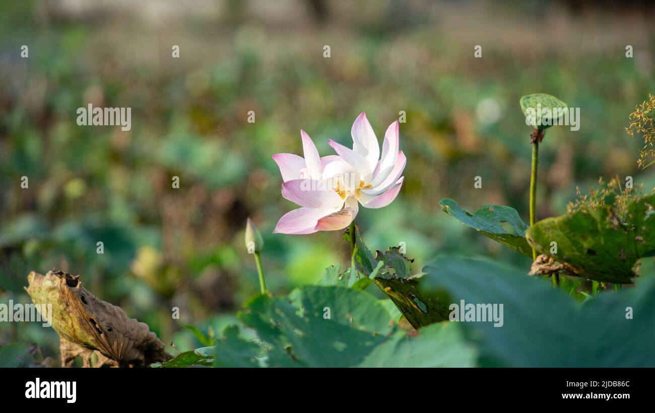 The lotus blooms in the morning in the swamp Stock Photo - Alamy
