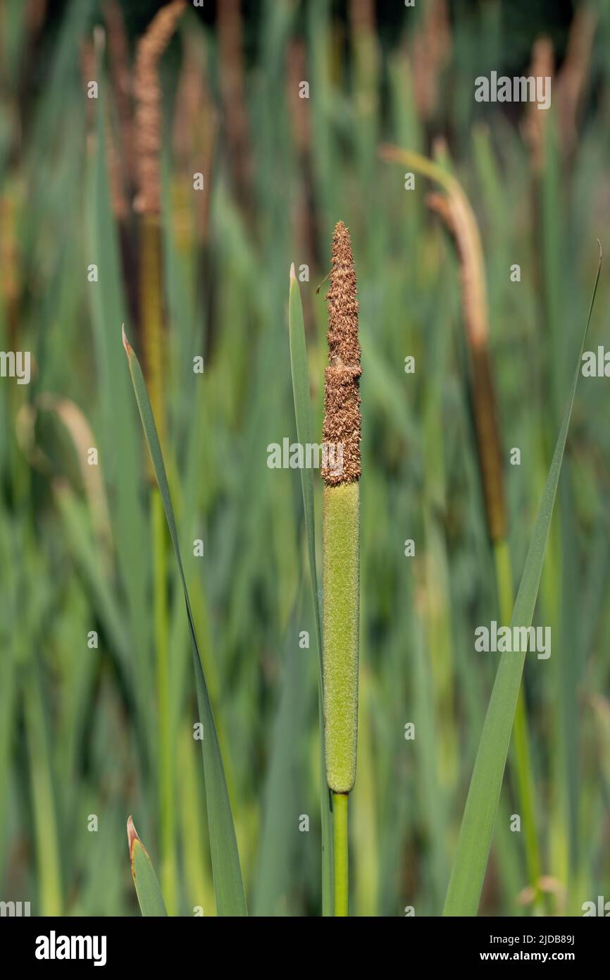 Reeds and stalks of reeds in the open air grow vertically upwards Stock ...