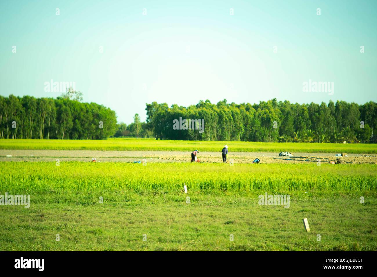 farmers working in the vast fields in the afternoon Stock Photo - Alamy