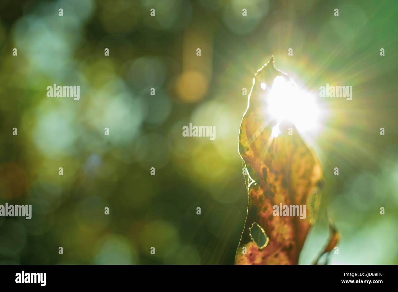 Insects fly everywhere in the tropical jungle of south vietnam Stock ...