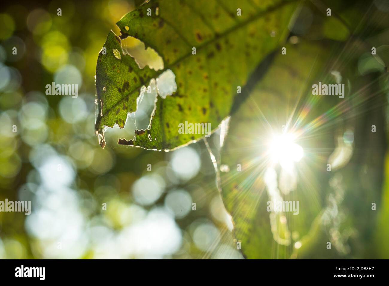 Insects fly everywhere in the tropical jungle of south vietnam Stock ...