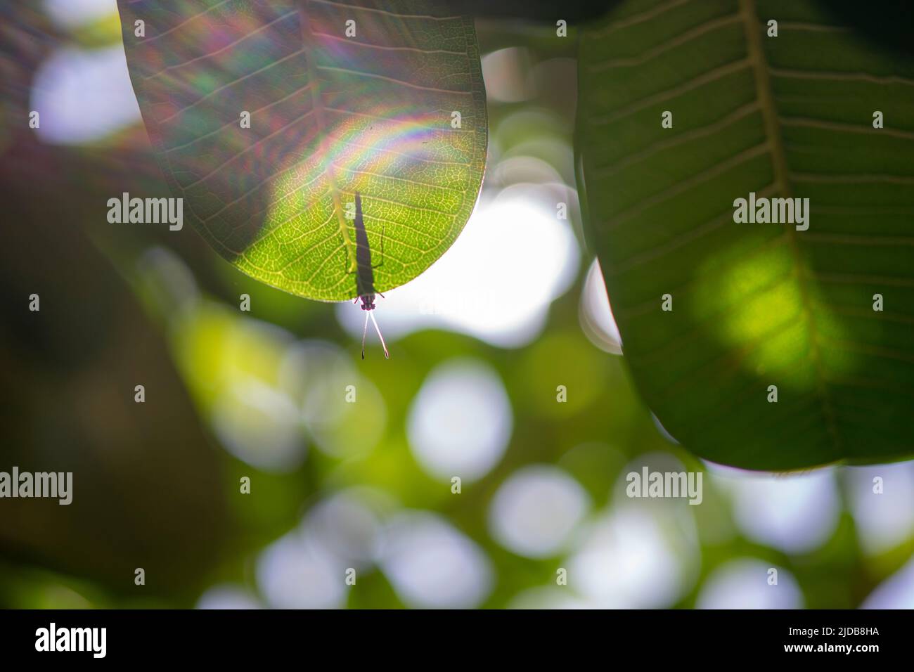 Insects fly everywhere in the tropical jungle of south vietnam Stock ...