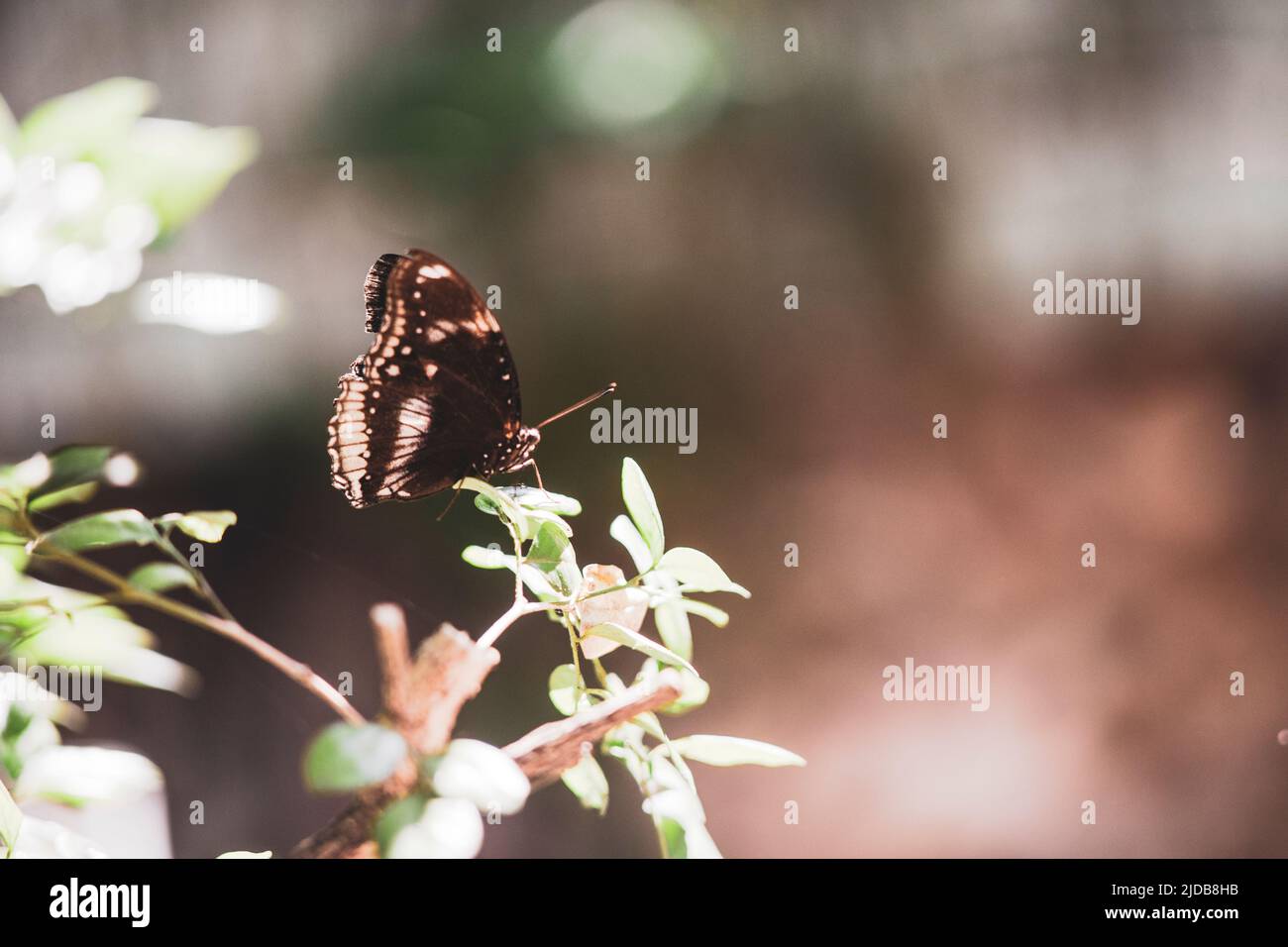 Insects fly everywhere in the tropical jungle of south vietnam Stock ...
