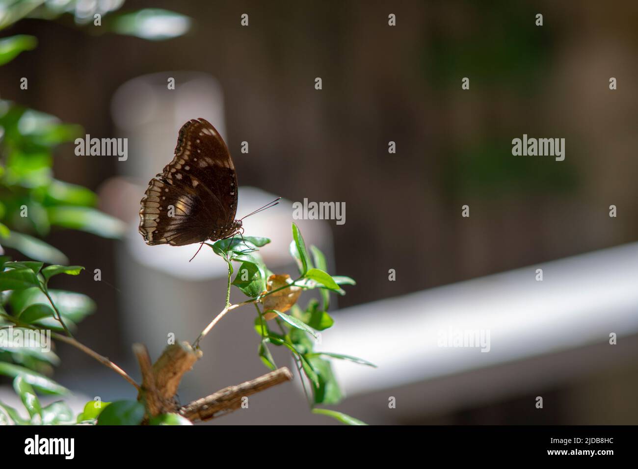 Insects fly everywhere in the tropical jungle of south vietnam Stock ...