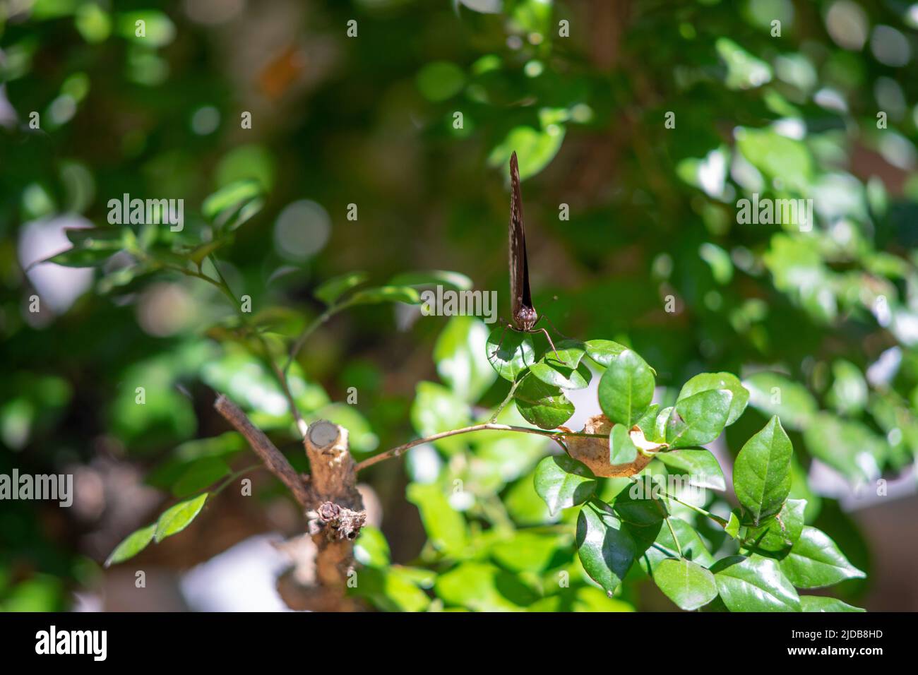 Insects fly everywhere in the tropical jungle of south vietnam Stock ...