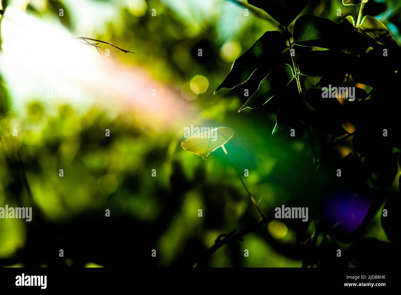 Insects fly everywhere in the tropical jungle of south vietnam Stock ...