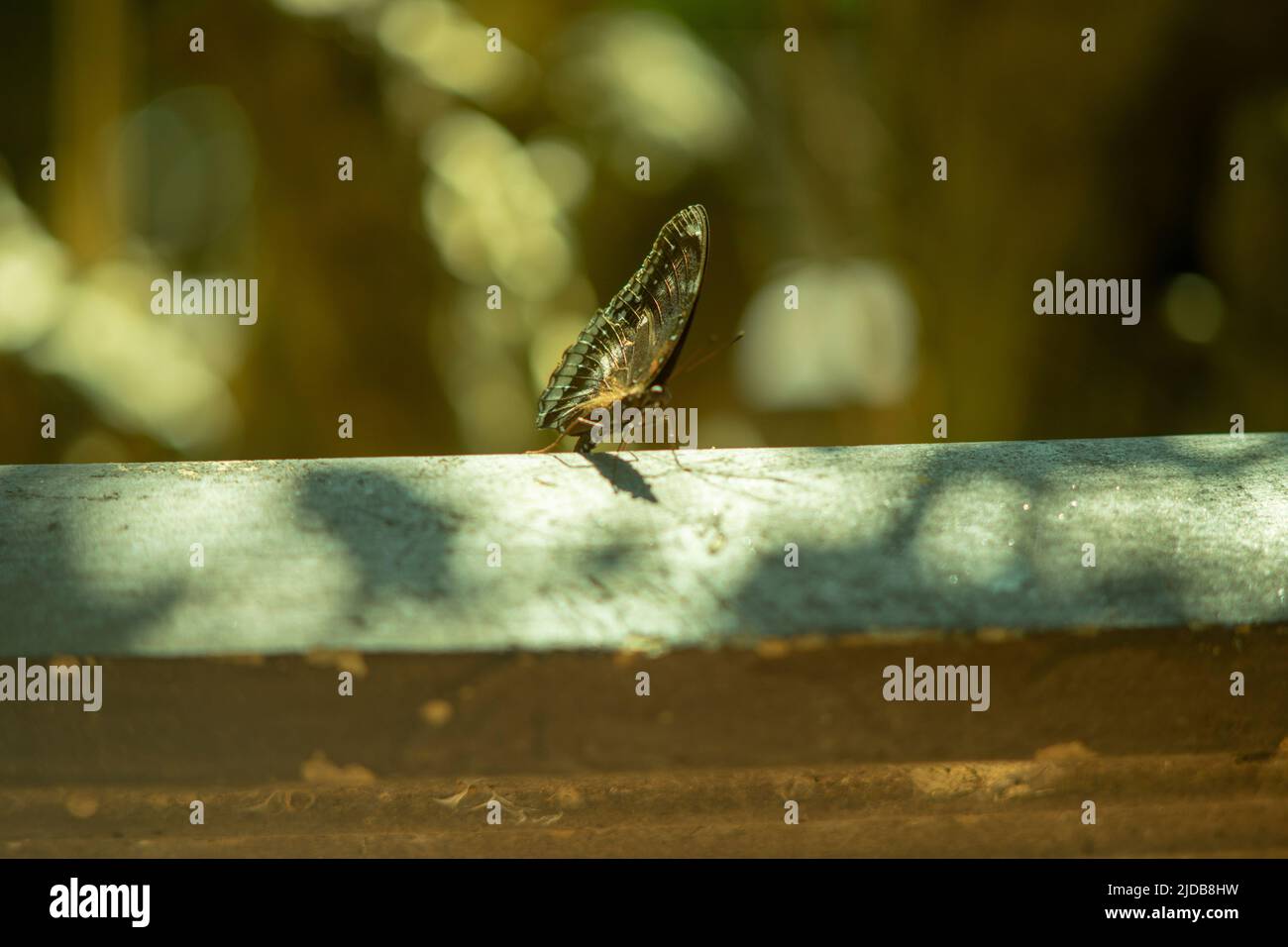 Insects fly everywhere in the tropical jungle of south vietnam Stock ...