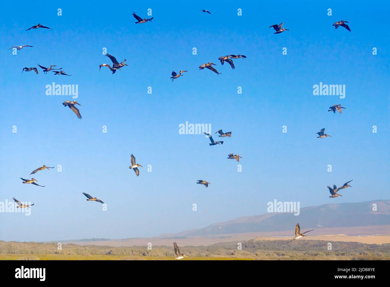Blue sky and silhouette of flying birds. Tranquil scene, freedom, hope ...