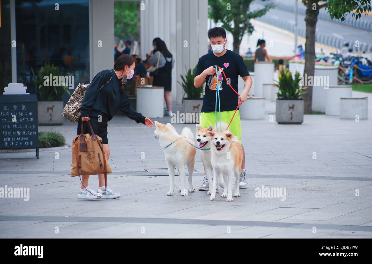 SHANGHAI, CHINA - JUNE 19, 2022 - People walk their pet dogs on a ...