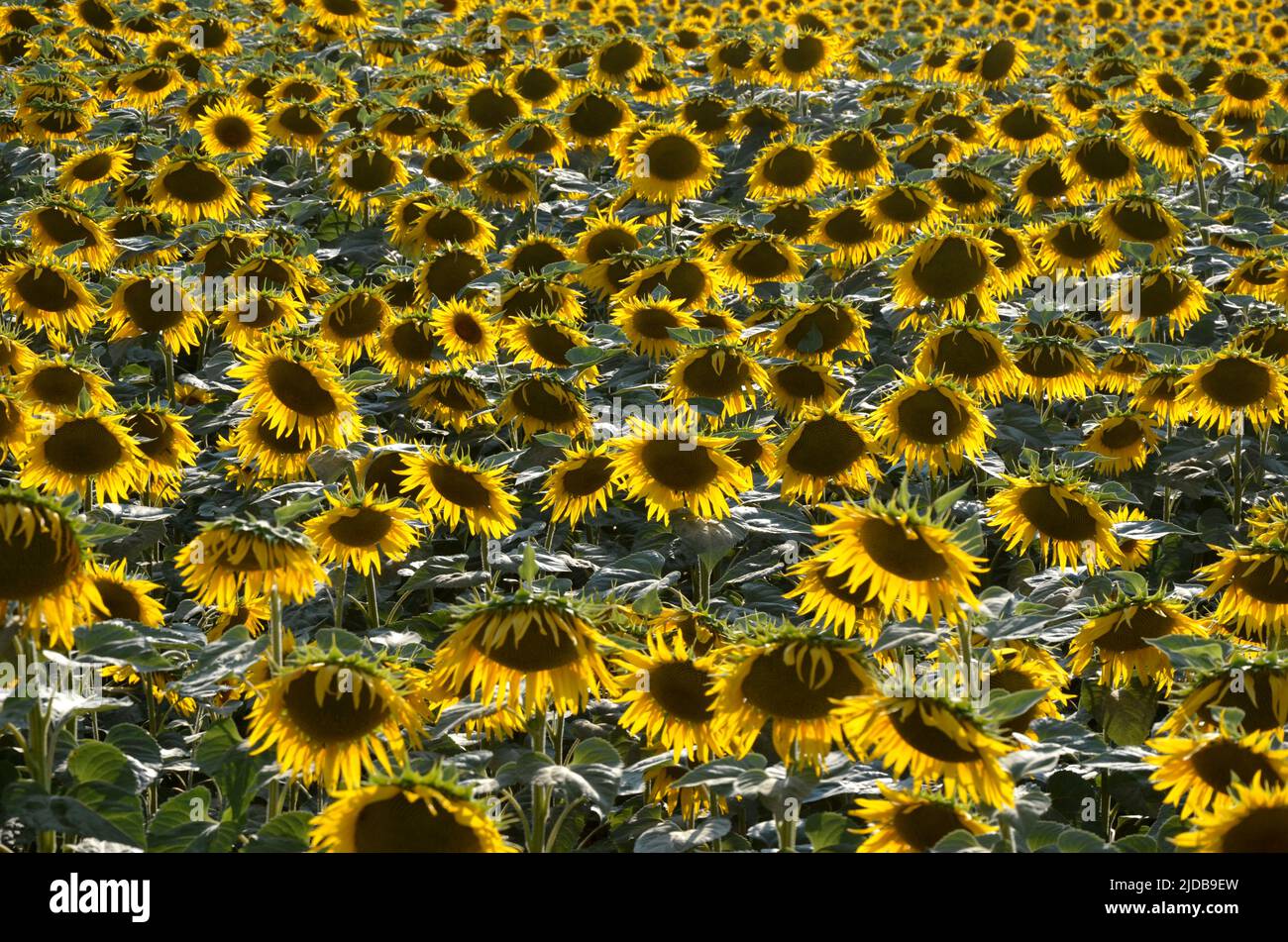 Sunflower field illustration hi-res stock photography and images - Alamy