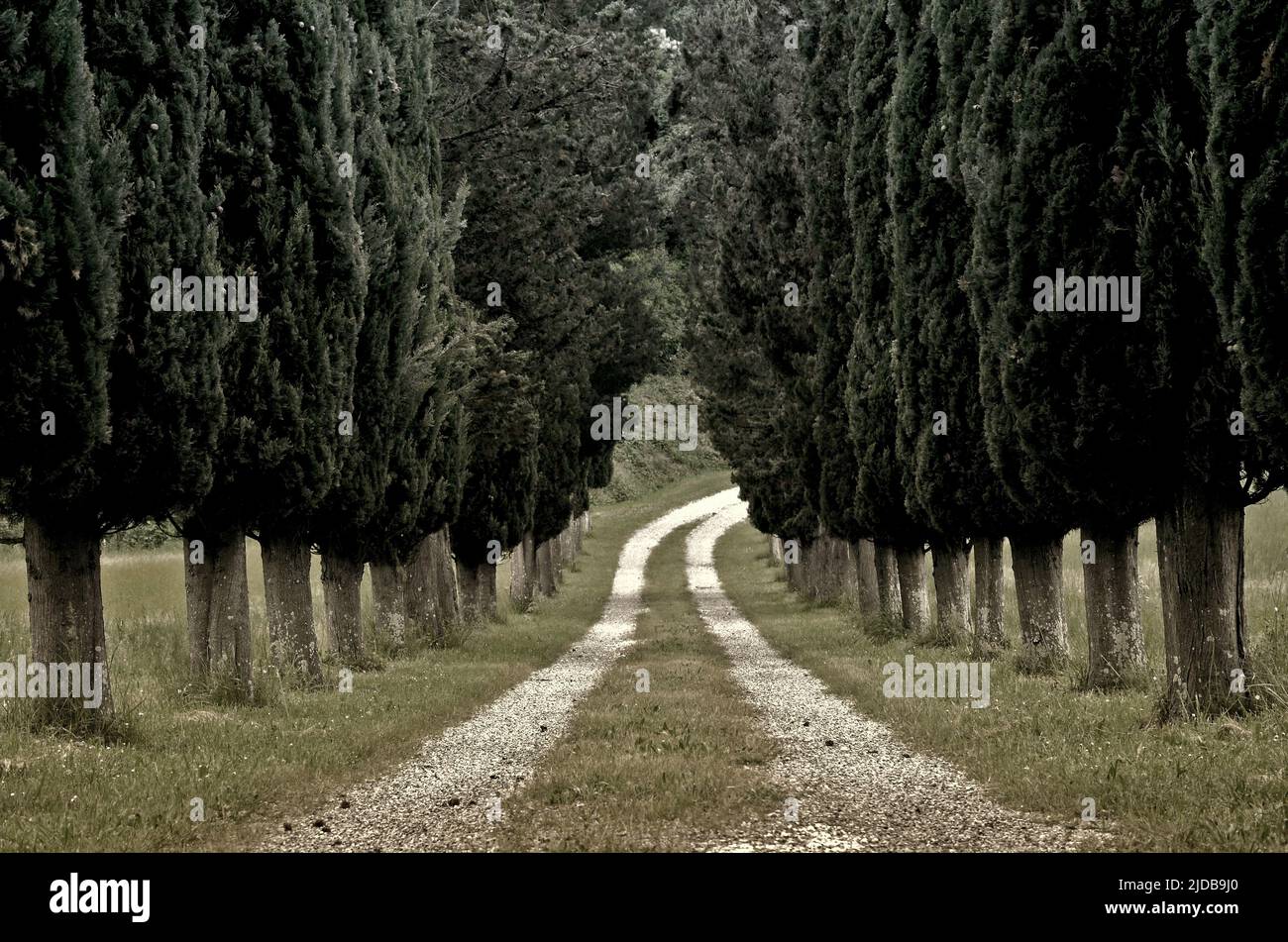 cypress tree road Stock Photo - Alamy