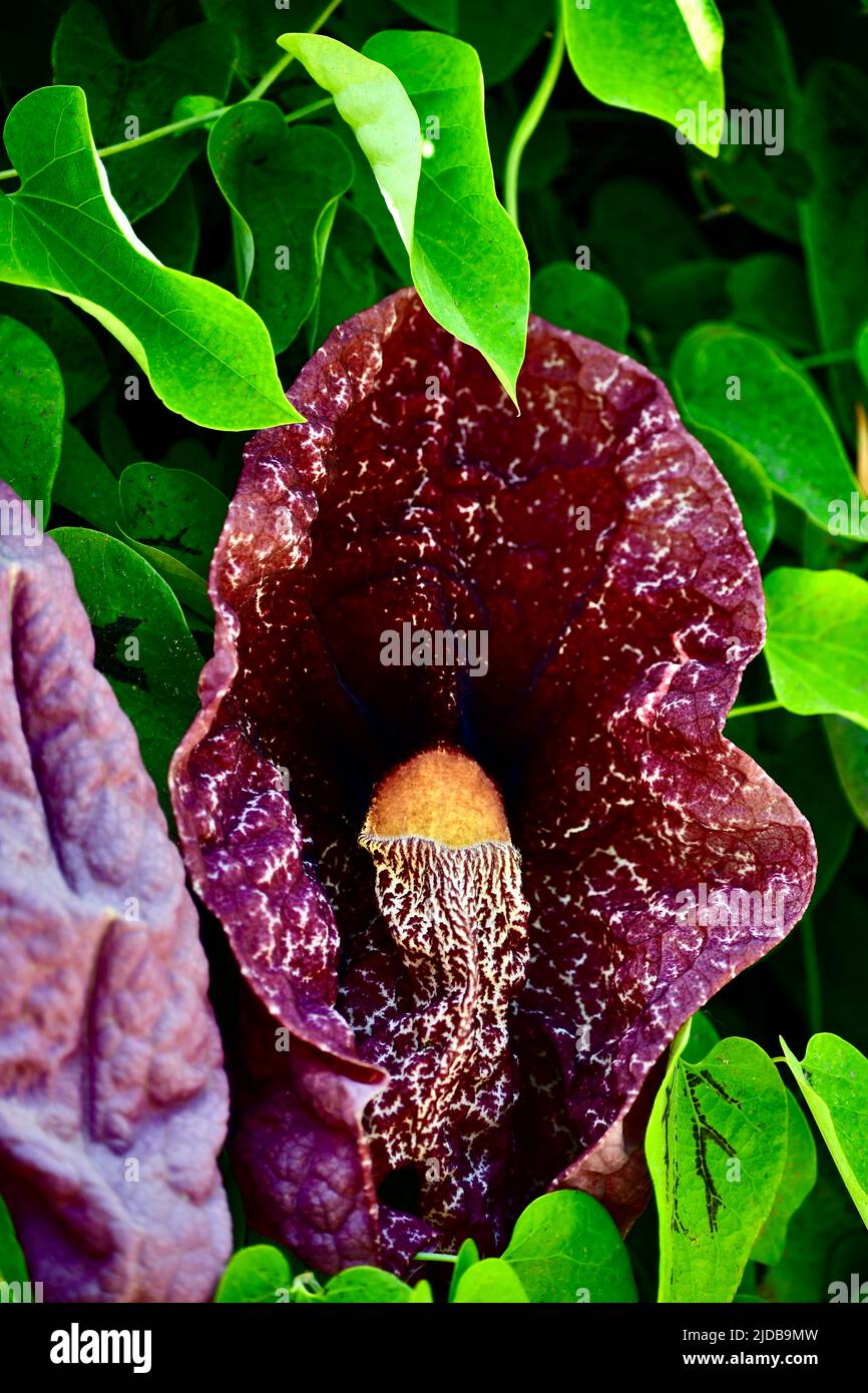 Seltene srotum-ähnliche magentafarbene Blüte mit phallusartigem Stempel ...