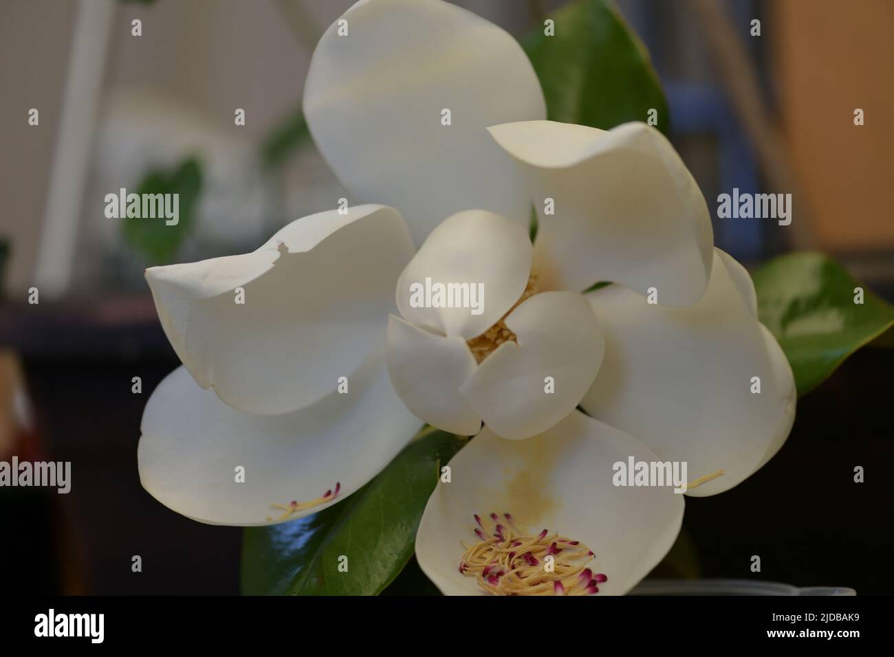 Magnolia grandiflora - Southern Magnolia Stock Photo - Alamy