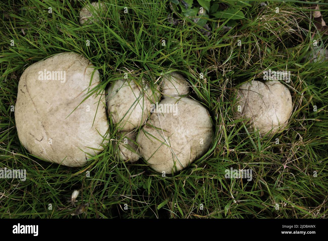 multiple giant puffball mushroom in a natural green background Stock ...