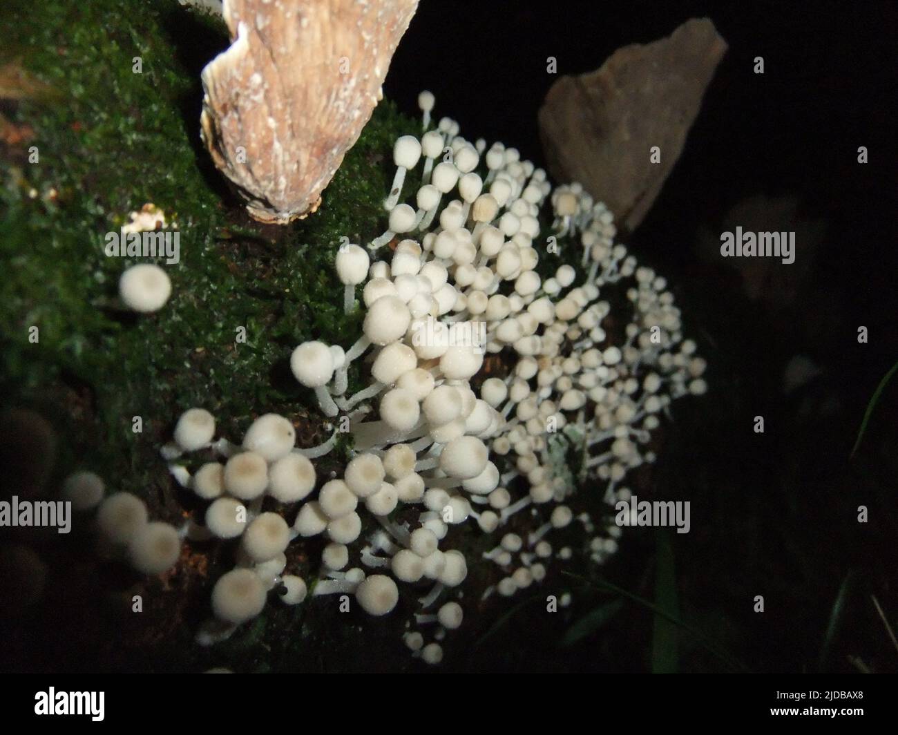 multiple white Fungi isolated on a natural dark background with lichen ...