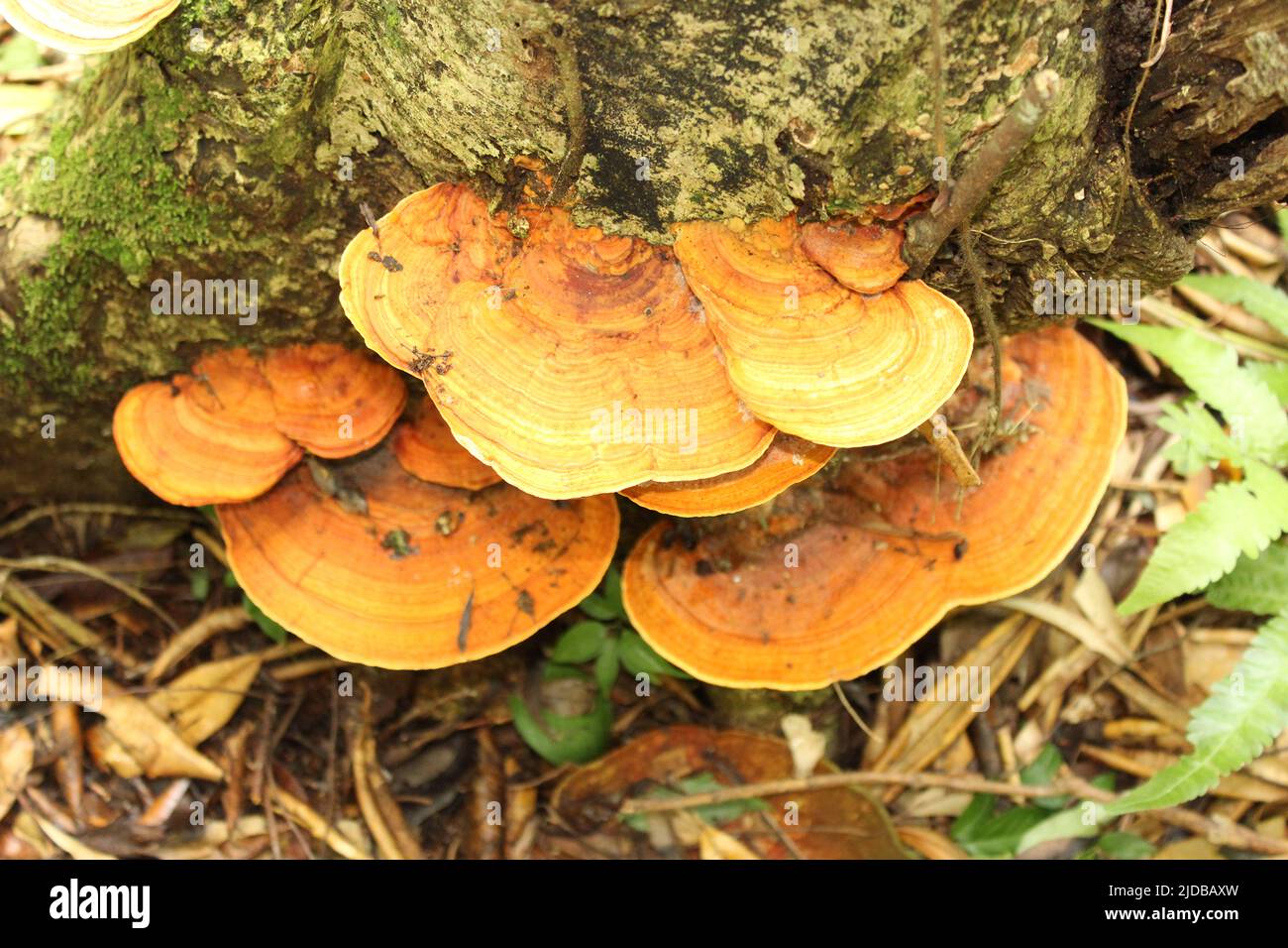 orange and yellow Polypore bracket fungi with a natural forest ...