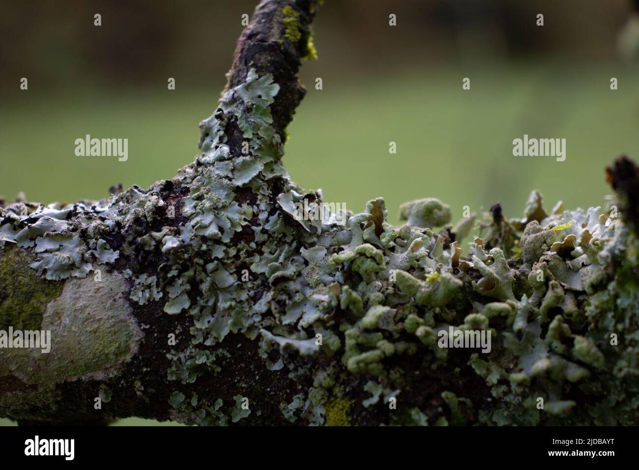 Texture of pale lichen hi-res stock photography and images - Alamy