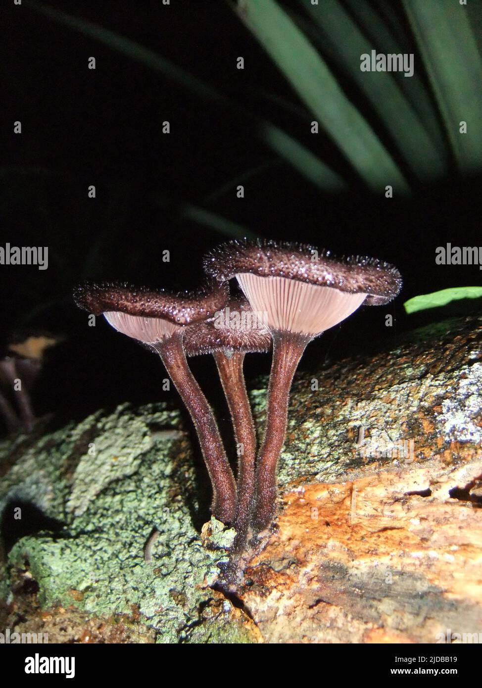 side view of three fungi isolated on a natural dark background from the ...