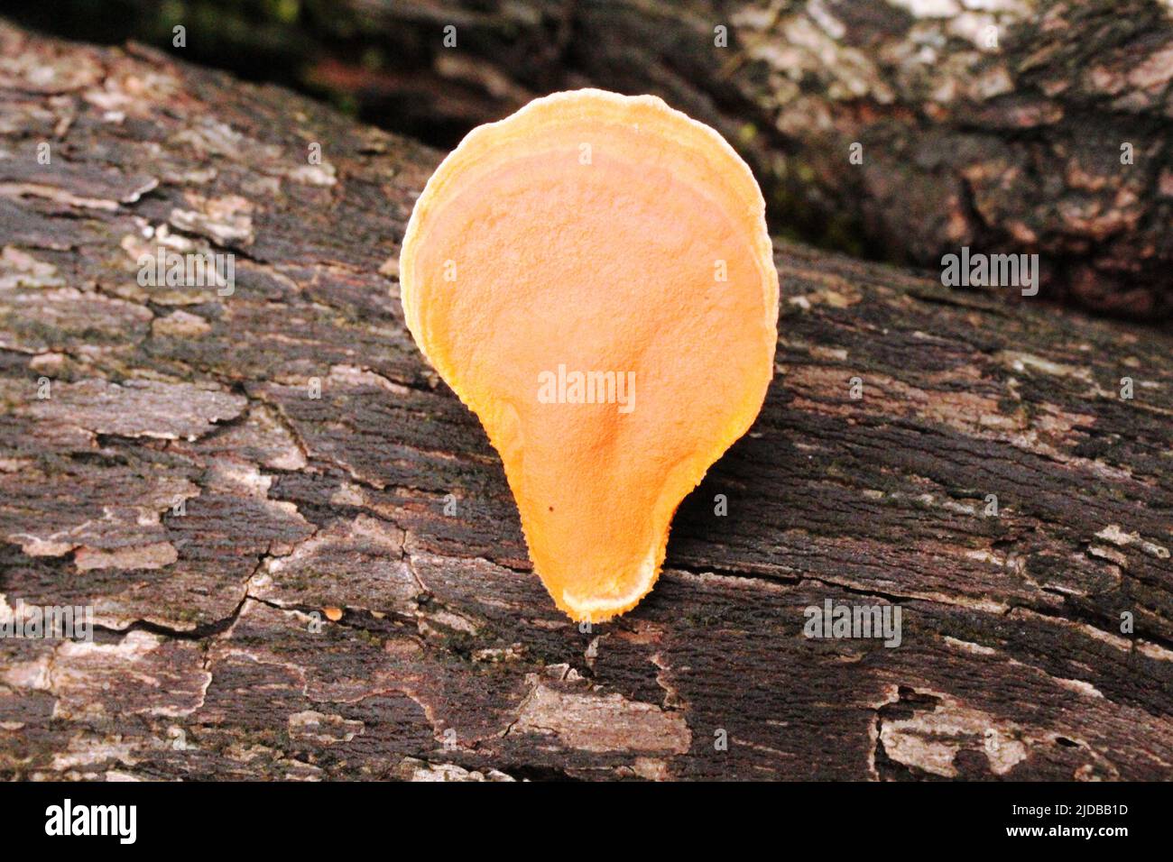 single orange bracket fungi with a natural from the jungles of Belize ...