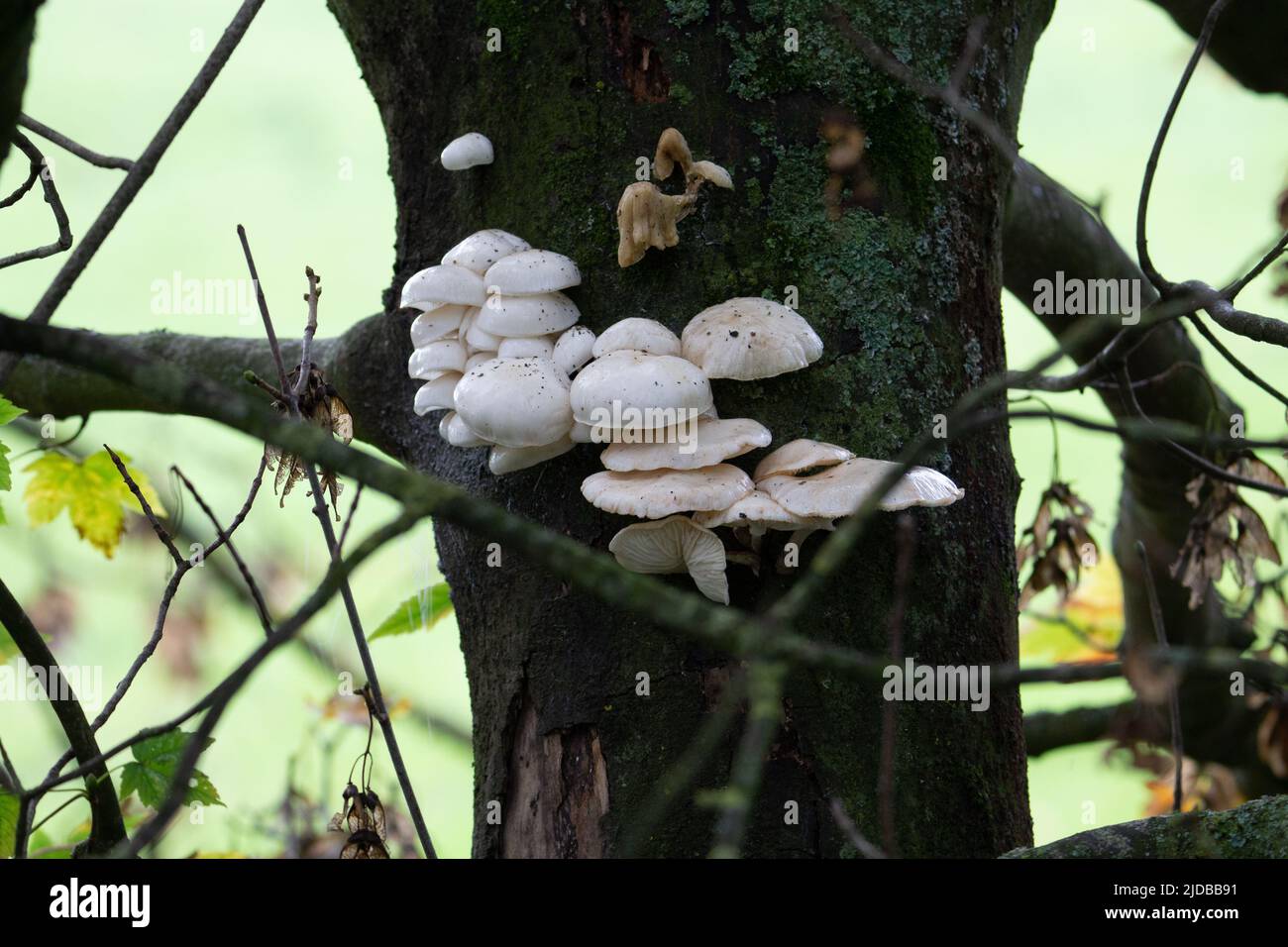Wood log white fungus tree fungi hi-res stock photography and images ...