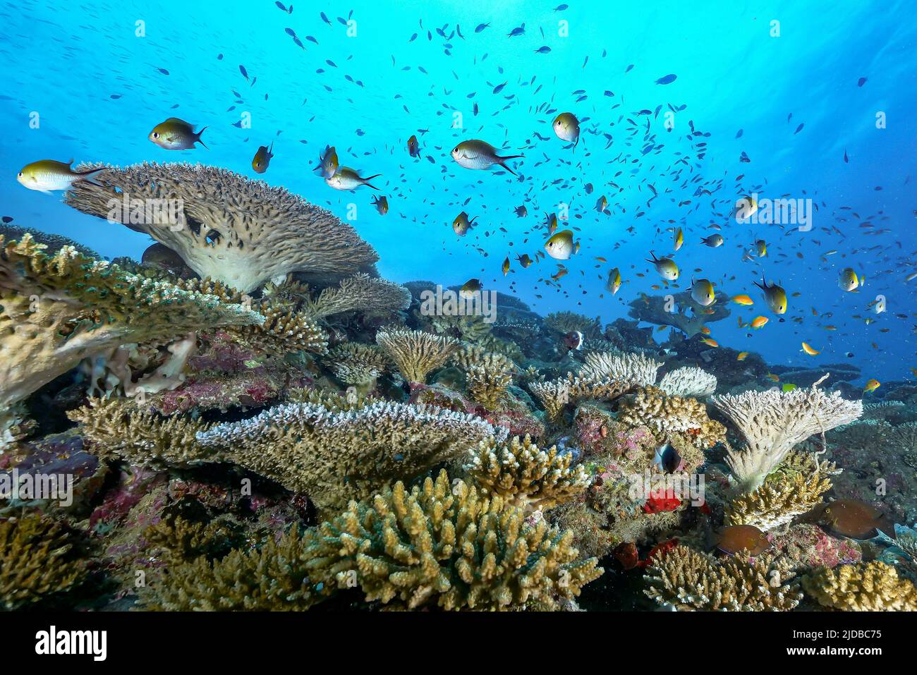 Coral reef of Mayotte lagoon Stock Photo - Alamy
