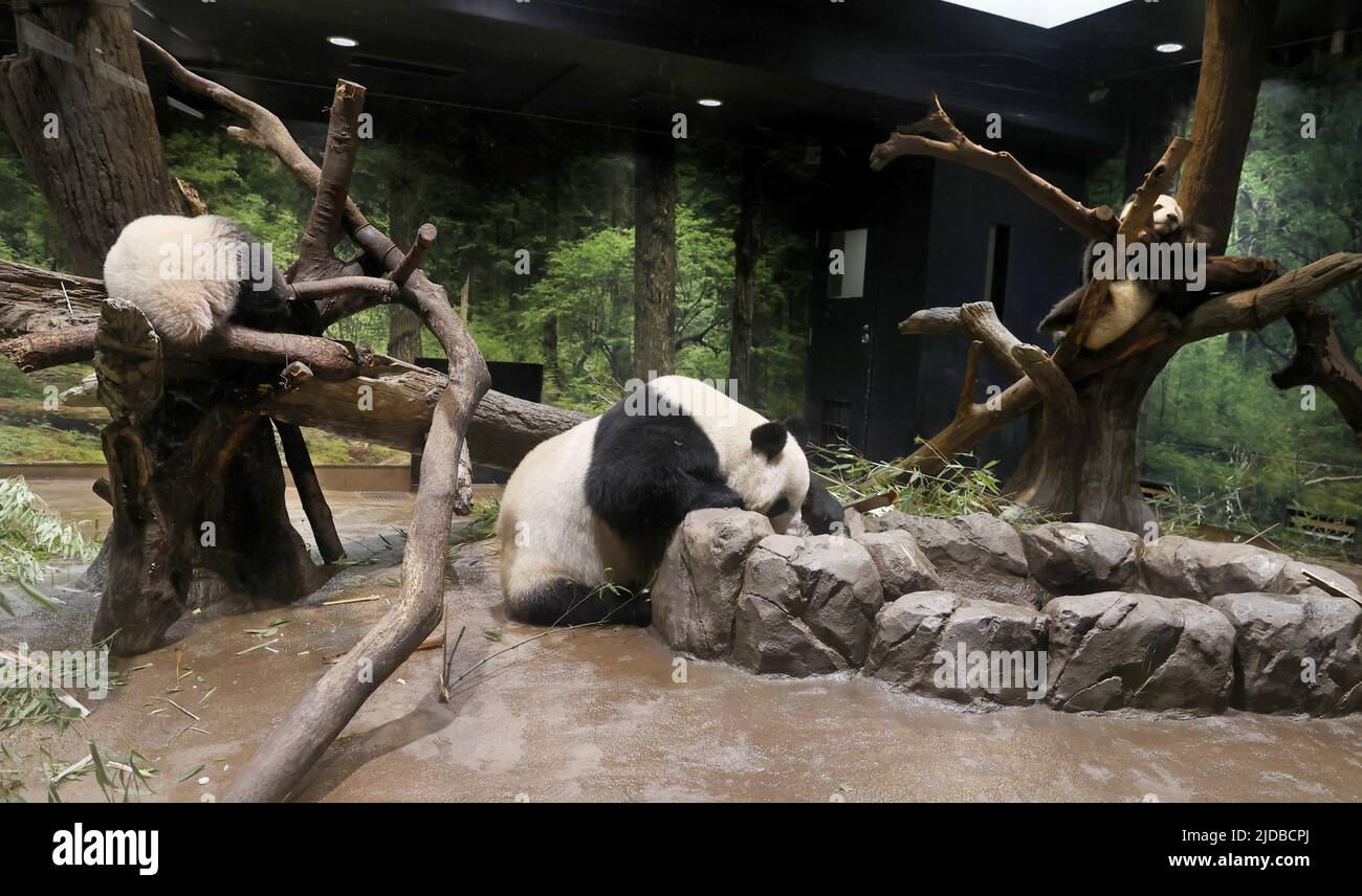 Twin giant pandas Xiao Xiao (R) and Lei Lei (L) and their mother Shin ...